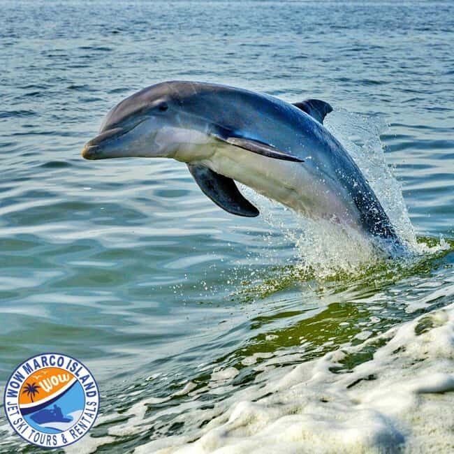 Marco Island: Dolphin Jet Ski Tour - Key Points