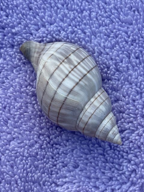 Marco Island: Dolphin, Shelling, Beach & Ten Thousand Island - Shelling in the Ten Thousand Islands