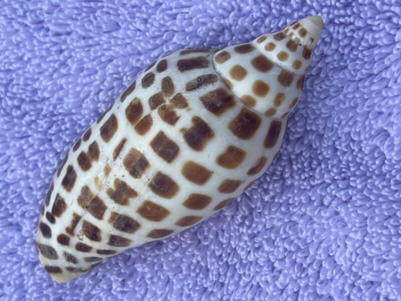 Marco Island: Dolphin, Shelling, Beach & Ten Thousand Island - Comfort and Practicalities