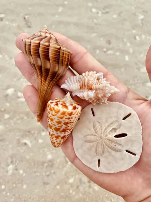 Marco Island: Private Shelling & Dolphin Excursion - An Overview of the Experience