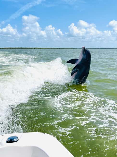 Marco Island: Private Shelling & Dolphin Excursion - FAQ