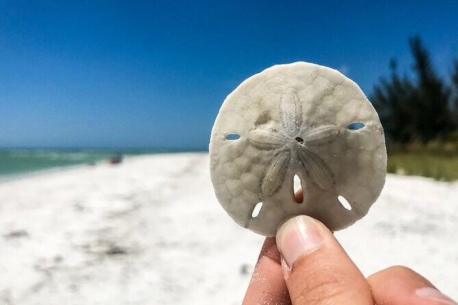 Marco Island Private Tubing, Dolphin Watching and Shelling Tour - Frequently Asked Questions