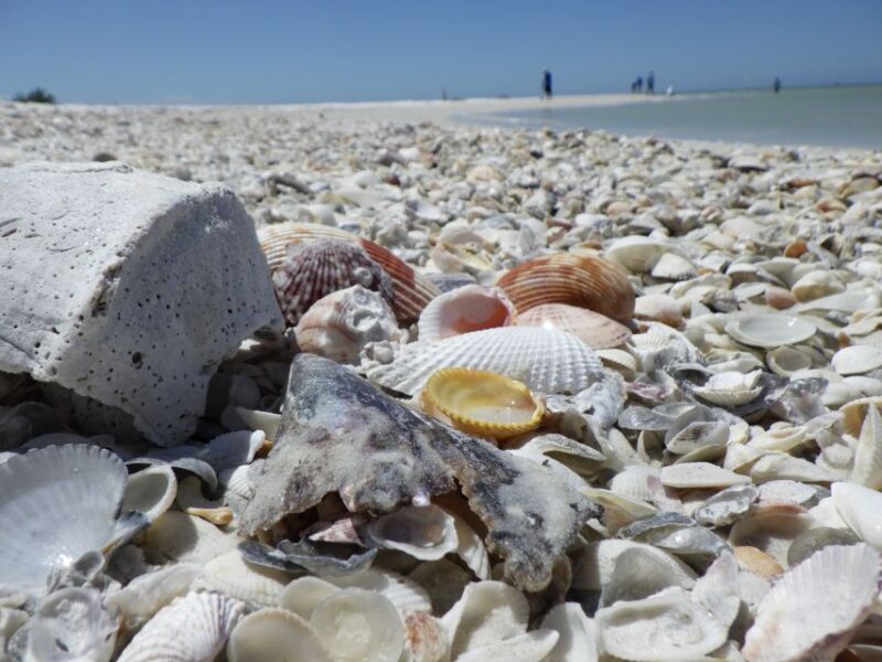 Marco Island: Ten Thousand Islands Shelling & Dolphin Tour - Final Thoughts on the Tour’s Value  