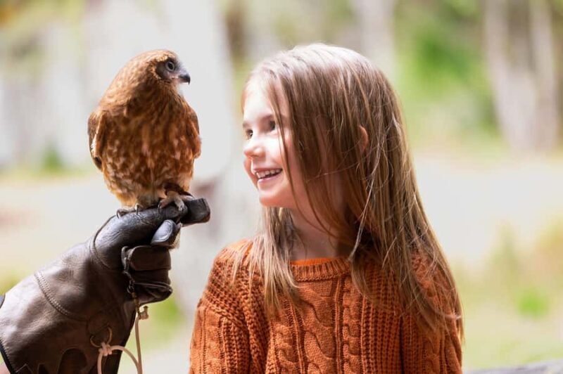 Margaret River: Birds of Prey Encounter and Forest Walk - Key Points