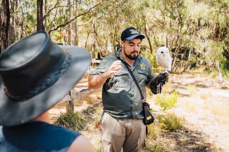 Margaret River: Birds of Prey Encounter and Forest Walk - What to Expect from the Margaret River Birds of Prey Experience