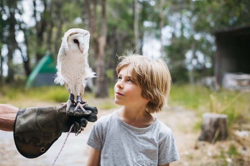 Margaret River: Birds of Prey Encounter and Forest Walk - The Experience Breakdown: A Detailed Look