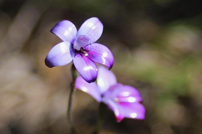 Margaret River Coastal and Wildlife Eco Trip from Busselton or Dunsborough - Who Is This Tour Best For?