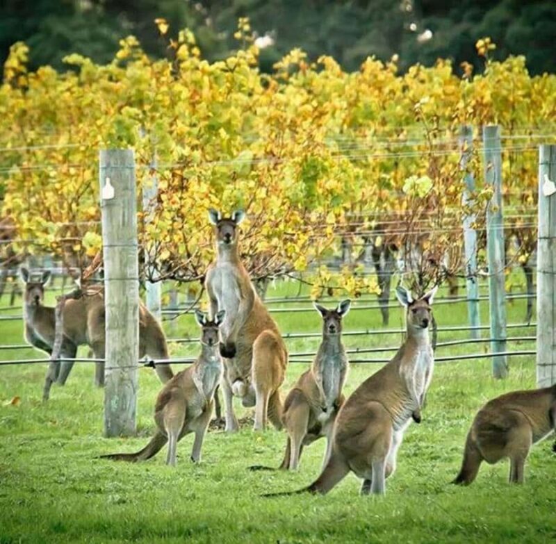 Margaret River: Full-Day Wine Tour - Introduction