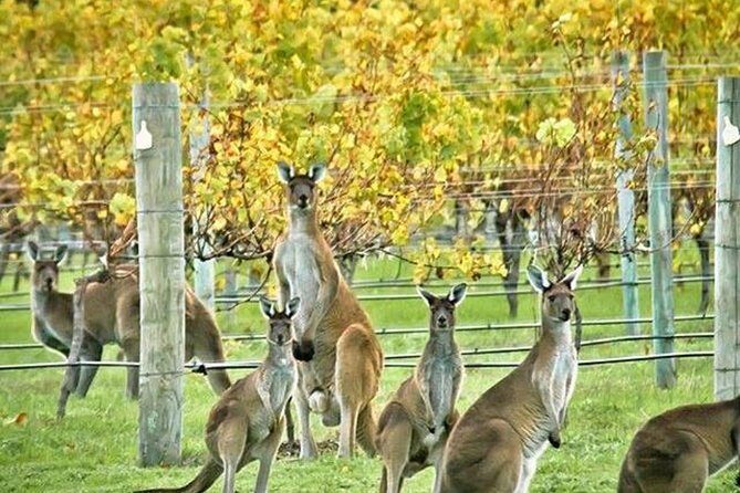 Margaret River Indulge and Discover Day Tour - An In-Depth Look at the Margaret River Indulge and Discover Tour