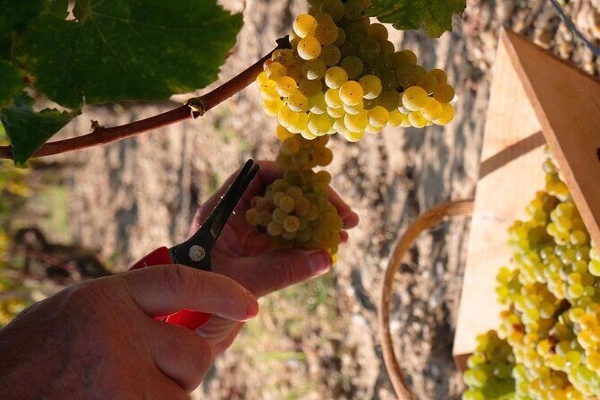 Margaux Wine Tour experience - A Genuine Look at the Margaux Wine Tour Experience