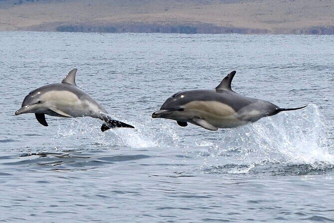 Maria Island 3 hours and 30 mins Scenic Cruise - Practical Tips for Your Cruise