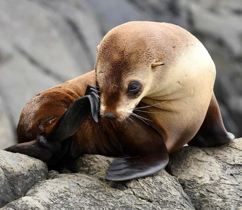 Maria Island 3 hours and 30 mins Scenic Cruise - Key Points  