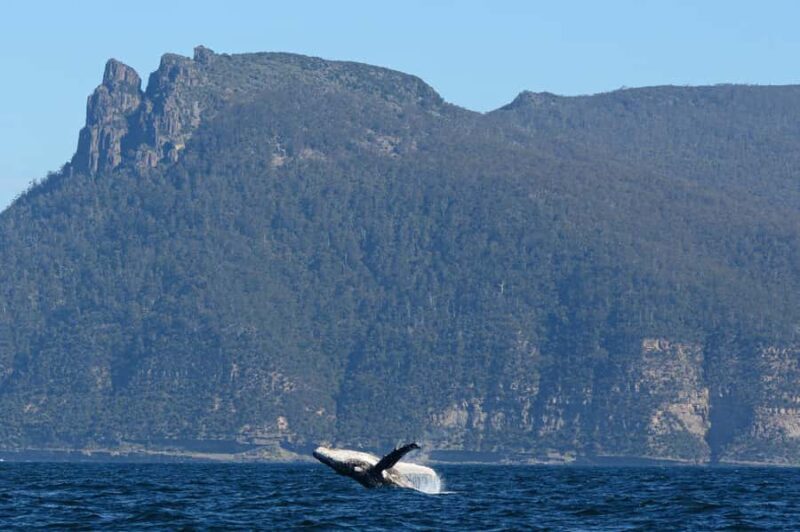 Maria Island 3 hours and 30 mins Scenic Cruise - Discovering the Scenic Routes of Tasmania’s Coastline  