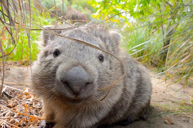 Maria Island Ferry - Hobart Bus Connection (Return Service) - Discover the Convenience of the Maria Island Ferry - Hobart Bus Connection