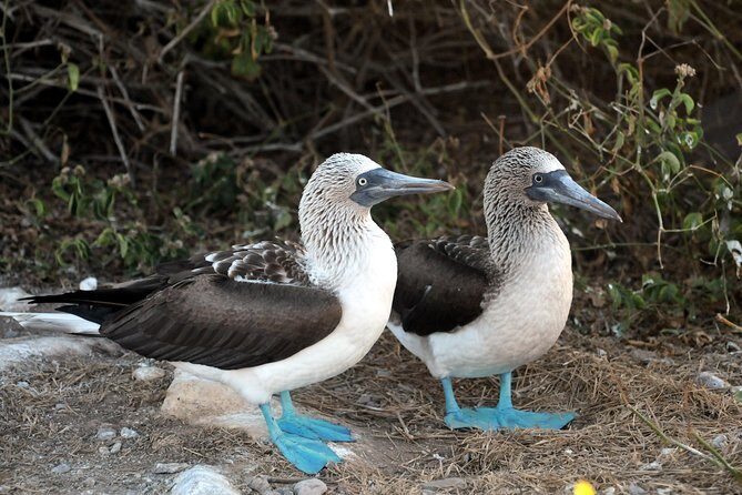 Marietas Islands snorkeling & Hidden beach (w/ restrictions) - Potential Drawbacks and Considerations