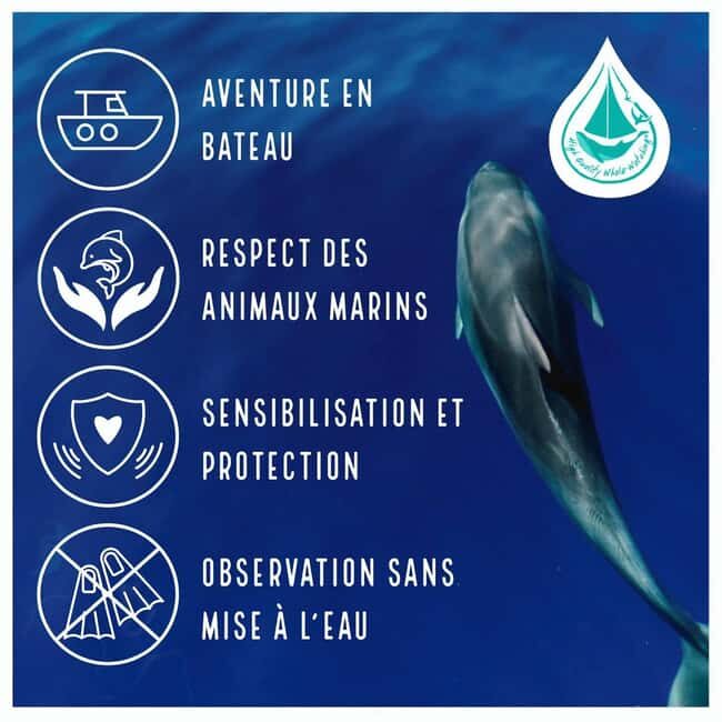 Marina Baie des Anges boat trip to the Pelagos Sanctuary - An In-Depth Look at the Experience