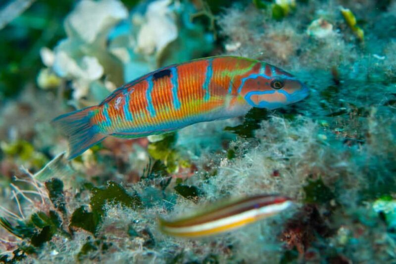 Marina di Campo: Try diving on the island of Elba - A Detailed Look at the Experience
