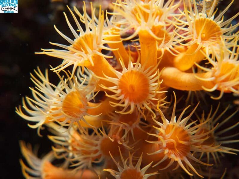 Marina di Campo: Try diving on the island of Elba - FAQ