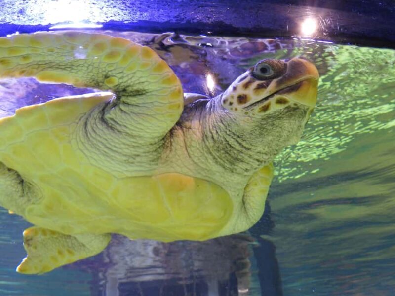 Marine Discovery Centre - Overview and Highlights