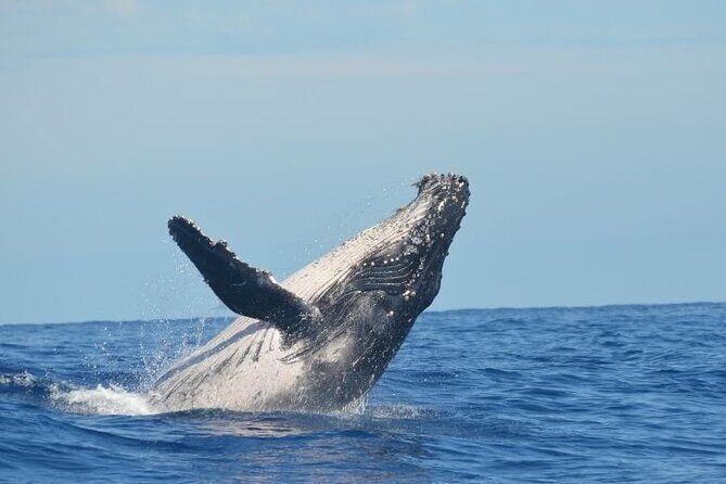 Marine Ecology Tour in La Paz Mexico - FAQ