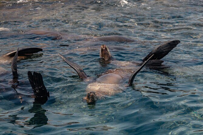 Marine Safari in La Ventana - Key Points