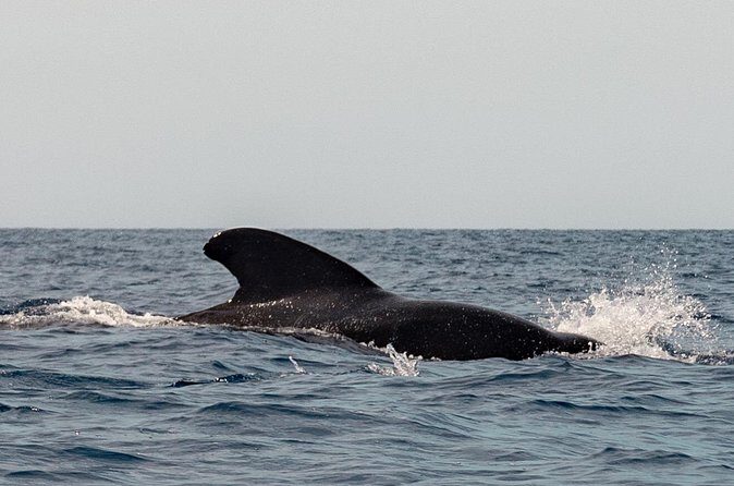 Marine Safari in La Ventana - Final Thoughts