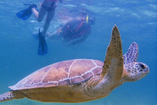 Marine Turtle Snorkeling Private Tour - The Sum Up