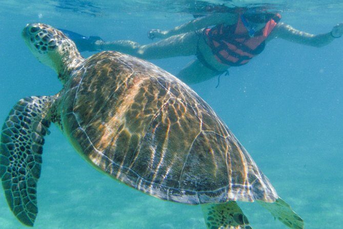 Marine Turtle Snorkeling Private Tour - Frequently Asked Questions