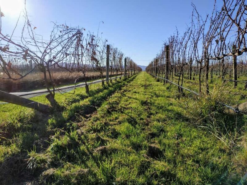 Marlborough: Blenheim Wine Tour; Afternoon of Wine only - Transportation, Group Size, and Overall Value