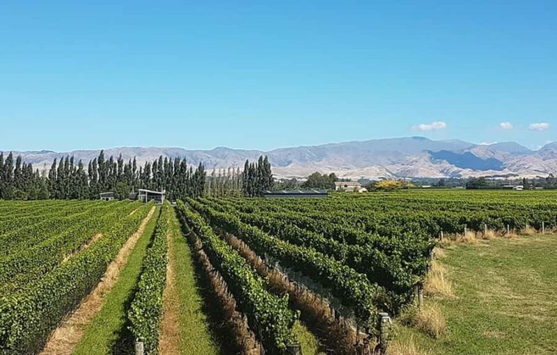 Marlborough: Full-Day Private Driving Wine Tour - Key Points