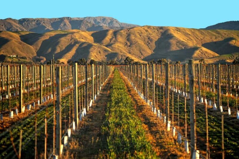 Marlborough Half Day Wine Tour From Blenheim 1.30pm - Cost and Value