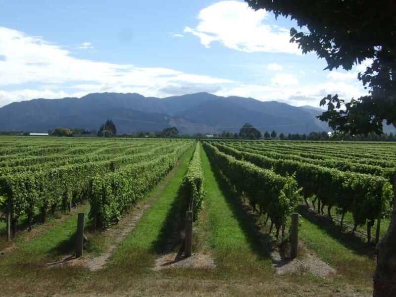 Marlborough Half-Day Wine Tour from Blenheim - Key Points