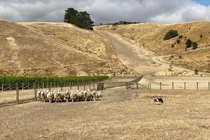 Marlborough Sheep Station Tour with Wine Tasting and Lunch - Key Points: