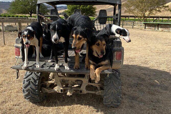 Marlborough Sheep Station Tour with Wine Tasting and Lunch - Exploring the Farm and Sheep Demonstrations