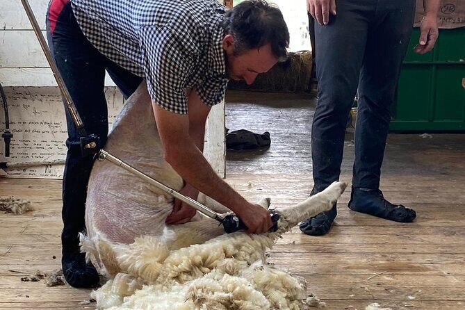 Marlborough Sheep Station Tour with Wine Tasting and Lunch - The Sweet Finale at Makana Chocolate Factory