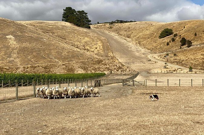 Marlborough Sheep Station Tour with Wine Tasting and Lunch - FAQ