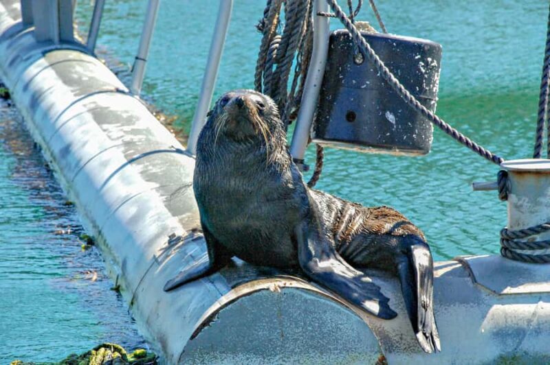 Marlborough Sounds and Ship Cove Cruise from Picton - The Sum Up