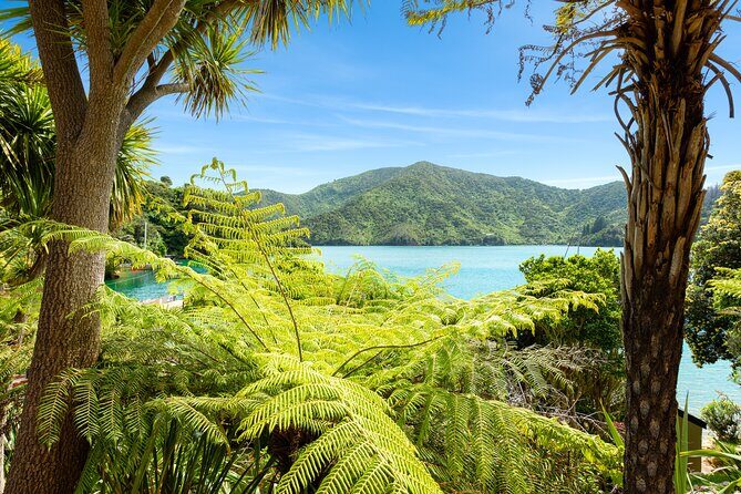 Marlborough Sounds Day Visit to Lochmara - Final Thoughts