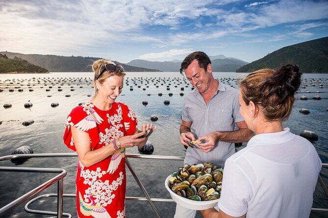 Marlborough Sounds Greenshell Mussel Tasting Cruise - An In-Depth Look at the Marlborough Sounds Mussel Cruise