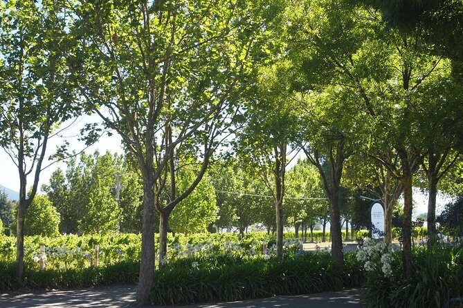 Marlborough Wine Region Tour from the Port of Picton - Key Points