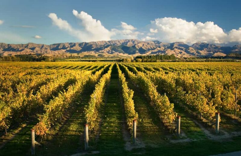 Marlborough: Wineries Visit and Tasting Session - Why Youll Love the Wineries You Visit