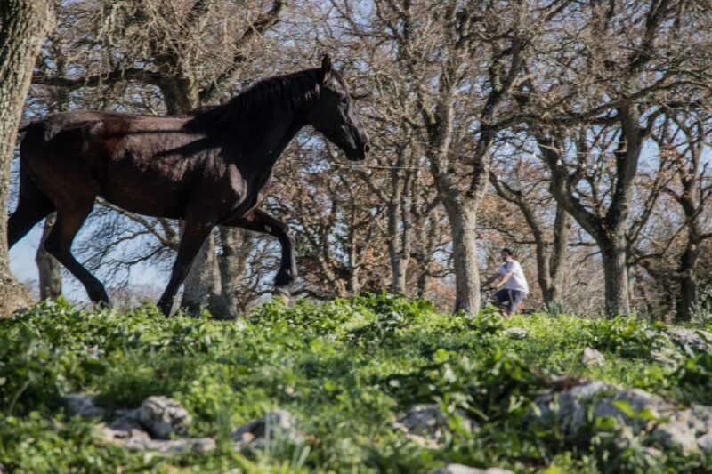 Martina Franca: E-bike farm tour & cheese tasting - What to Expect from the Martina Franca E-bike Farm Tour