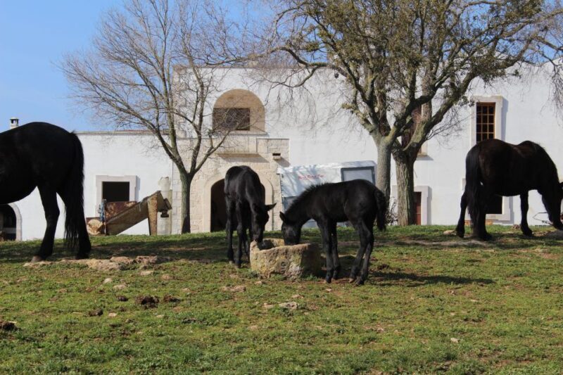 Martina Franca: E-bike farm tour & cheese tasting - The Sum Up