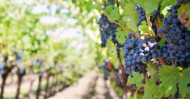 Martina Franca: Taste Wine & Local Specialities - Key Points