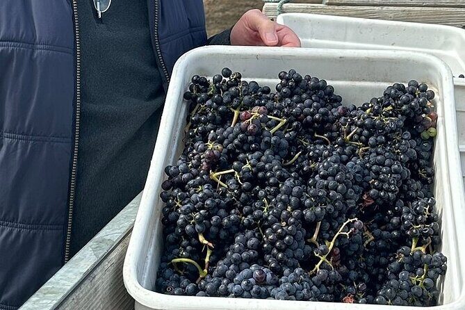 Martinborough Chefs shared wine tour lunch from Wellington - Final Thoughts