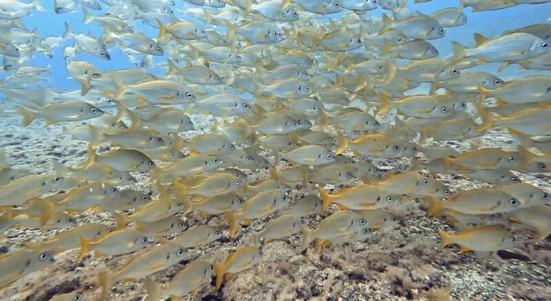 Maspalomas: Discover Scuba Diving with Pickup - Key Points