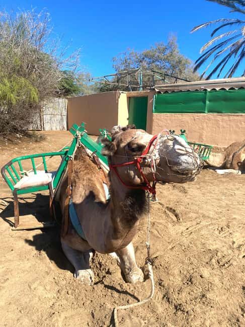 Maspalomas: Guided Camel Ride in the Maspalomas Sand Dunes - Key Points