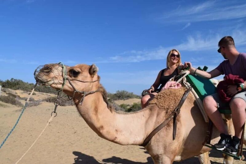 Maspalomas: Guided Camel Ride in the Maspalomas Sand Dunes - Who Will Love This Tour?