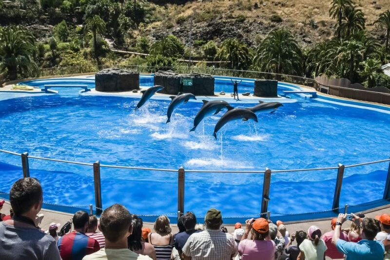 Maspalomas: Palmitos Park Ticket with Dolphin and Bird Shows - Key Points