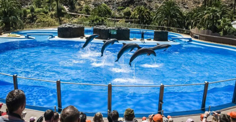 Maspalomas: Palmitos Park Ticket with Dolphin and Bird Shows - Who Will Love Palmitos Park?